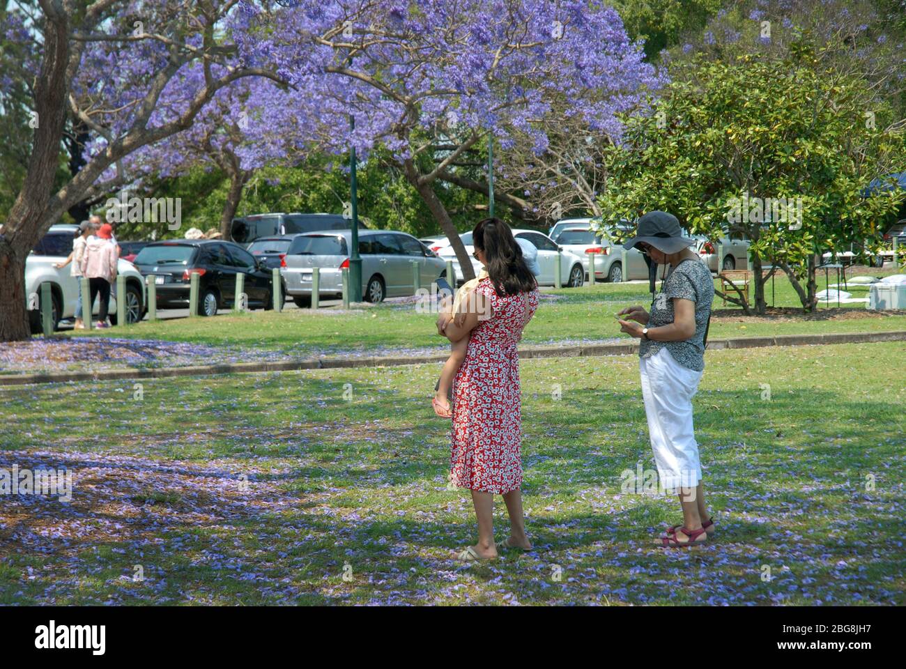 New Farm Park, Brisbane Queensland Australia Stock Photo - Alamy