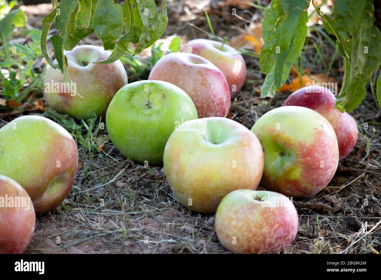 Red apple tree baskets hi-res stock photography and images - Alamy