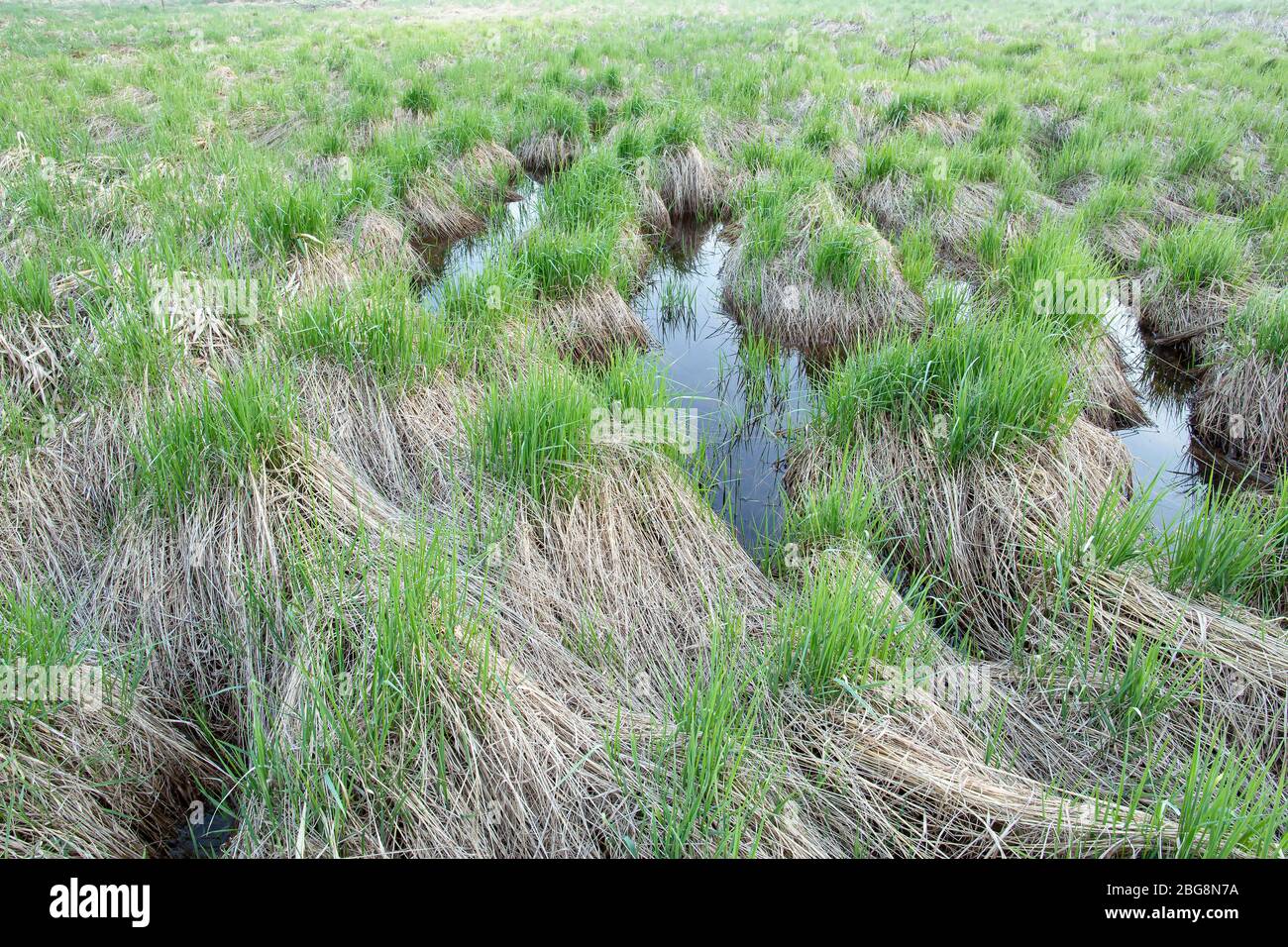 Fresh green grass grows on an abandoned marshy field, in spring, in the ...