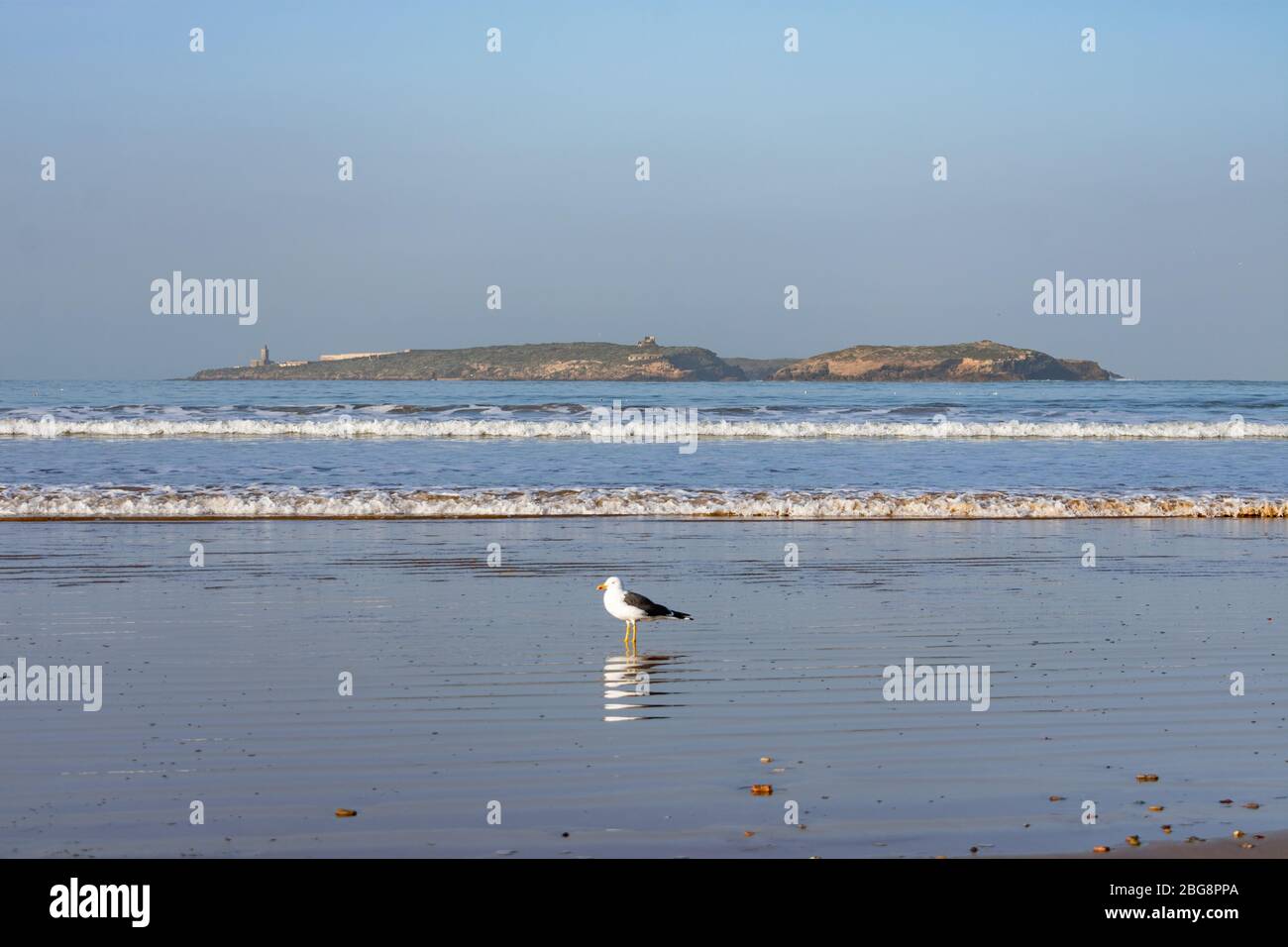 View of Mogador Island from a Beach in Essaouira Morocco with a Seagull ...