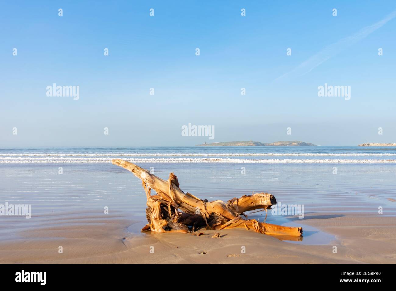 Tree washed up on beach hi-res stock photography and images - Alamy