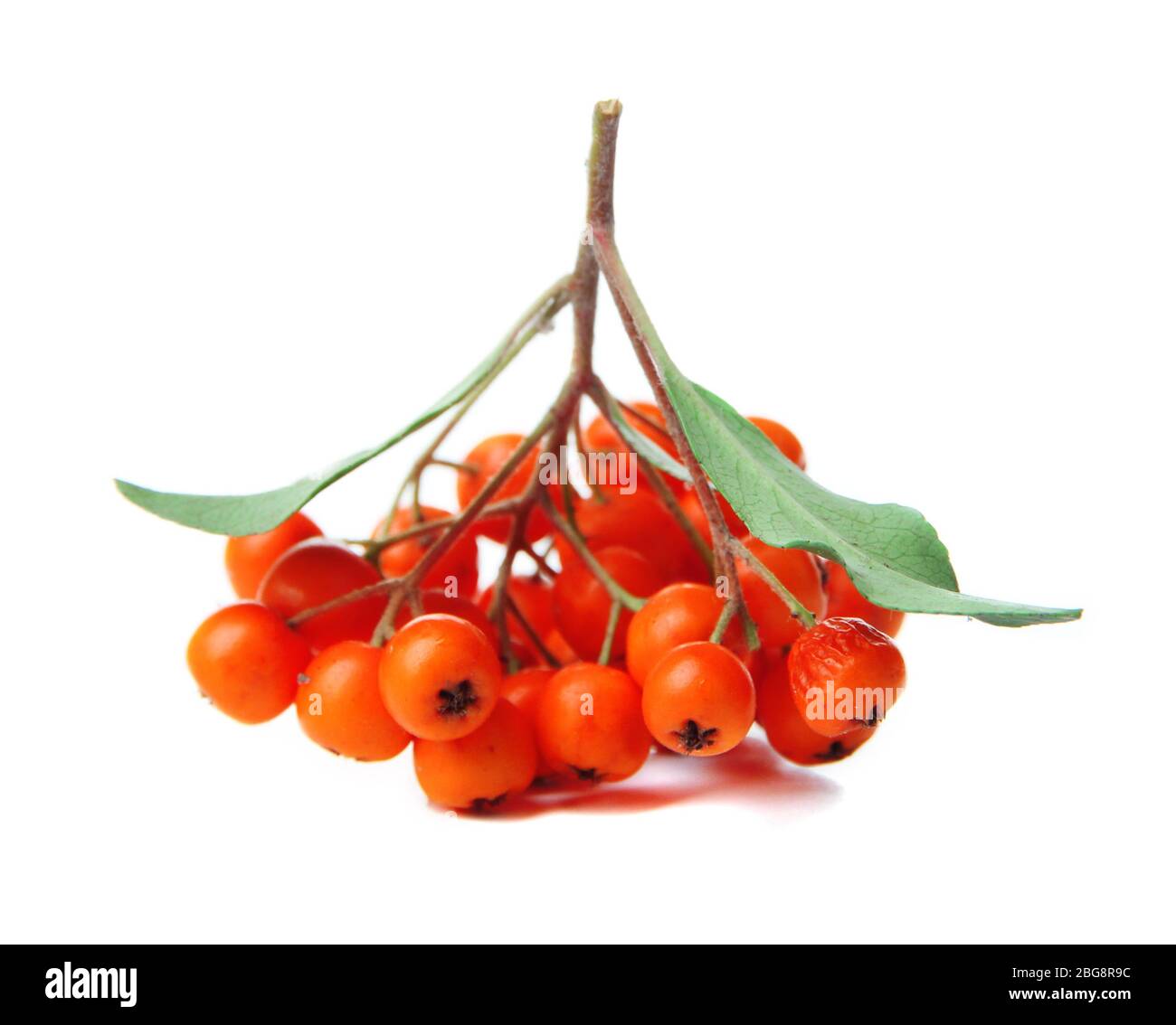 Pyracantha Firethorn orange berries with green leaves, isolated on ...