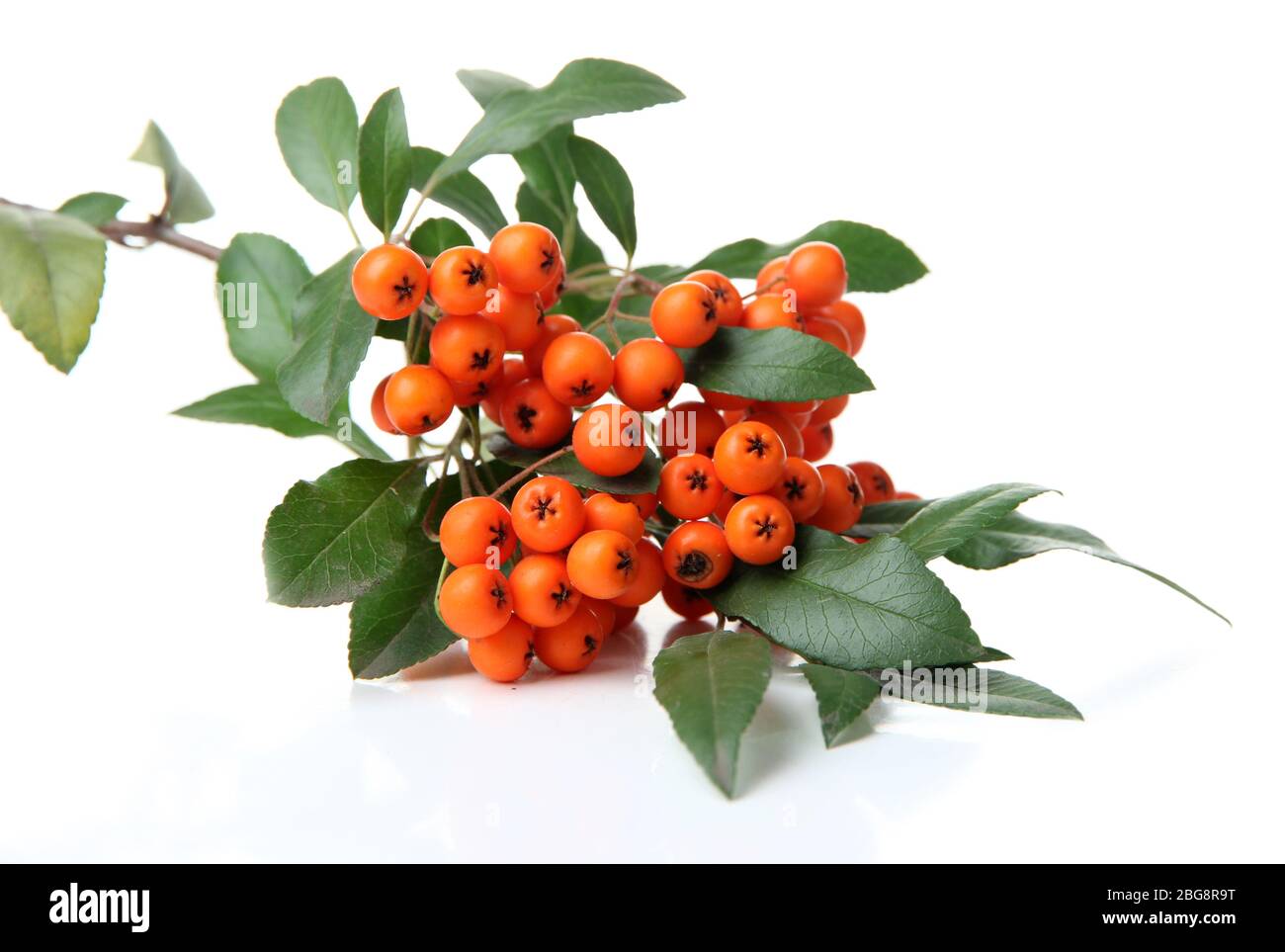 Pyracantha Firethorn orange berries with green leaves, isolated on ...