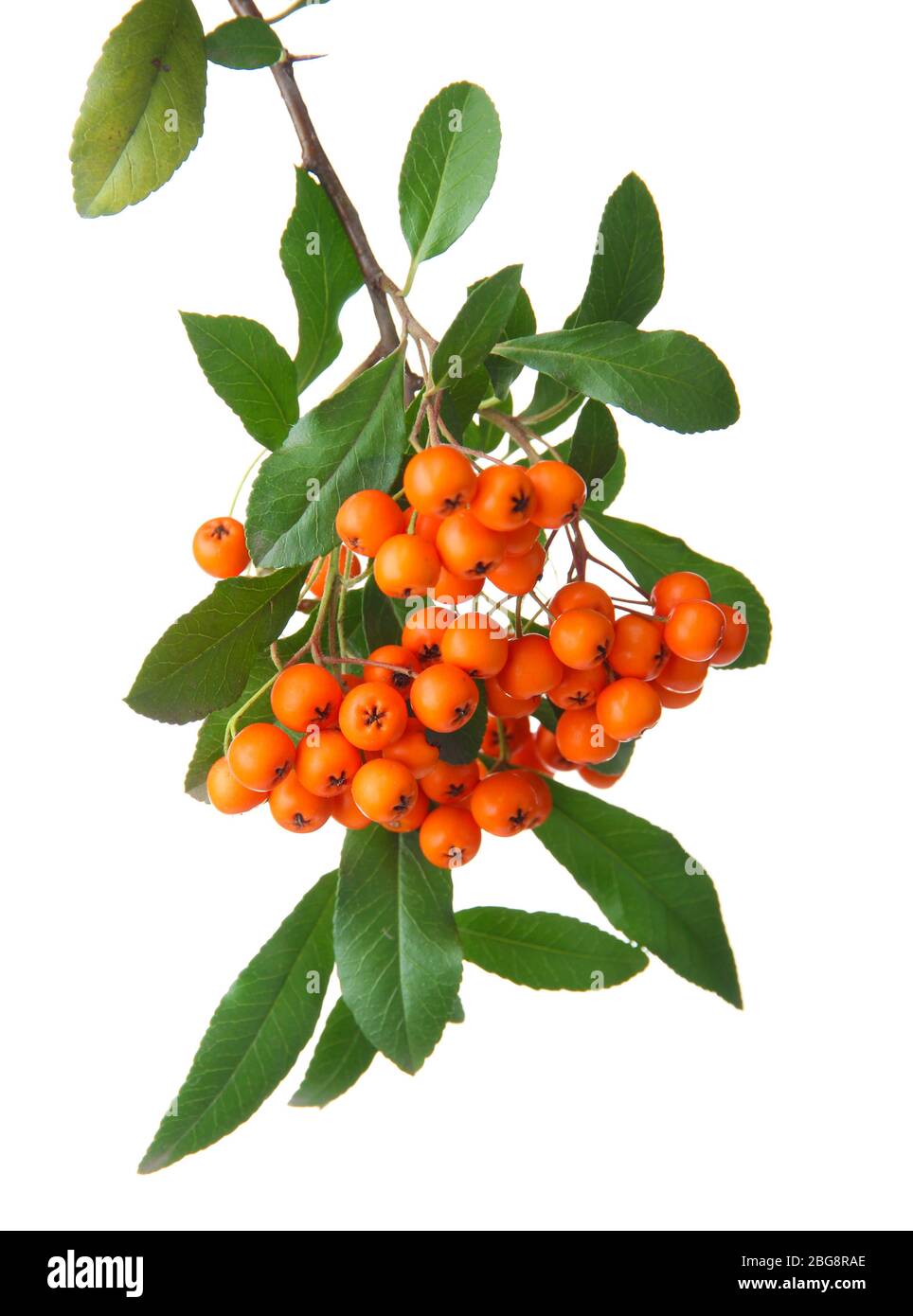 Pyracantha Firethorn orange berries with green leaves, isolated on ...