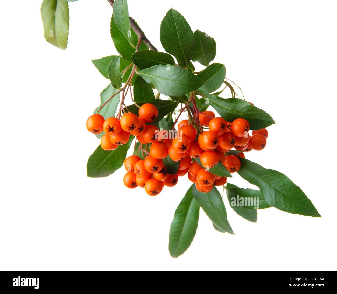 Pyracantha Firethorn orange berries with green leaves, isolated on ...