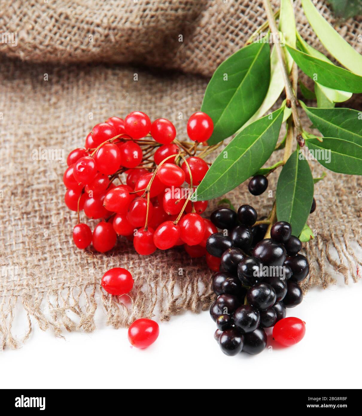 Wild black and red berries with leaves, isolated on white Stock Photo ...