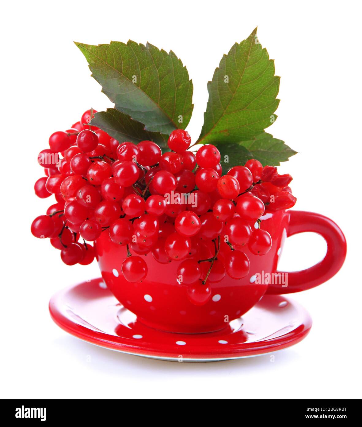 Red berries of viburnum in cup, isolated on white Stock Photo - Alamy