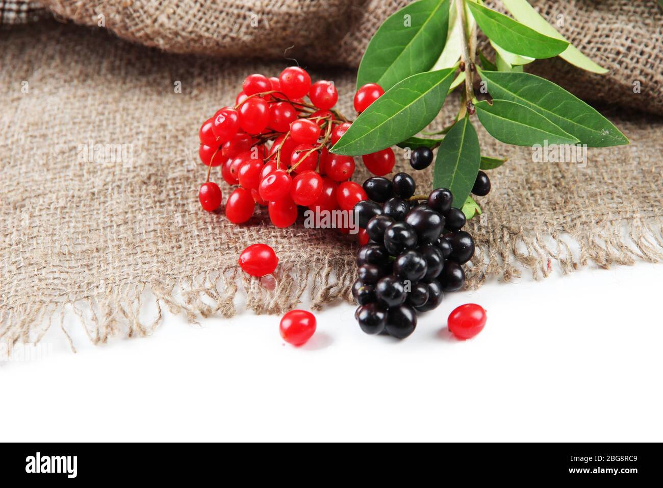 Wild black and red berries with leaves, isolated on white Stock Photo ...
