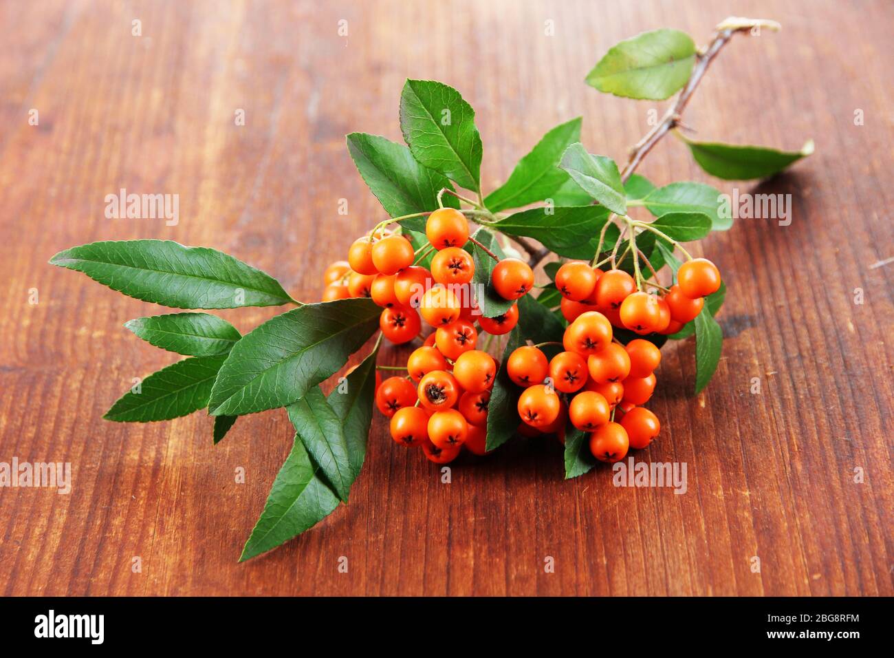 Pyracantha Firethorn orange berries with green leaves, on wooden ...