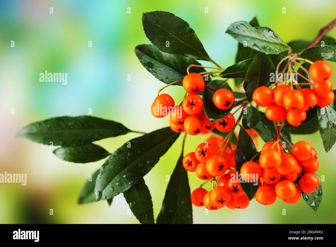 Pyracantha Firethorn orange berries with green leaves, on bright ...