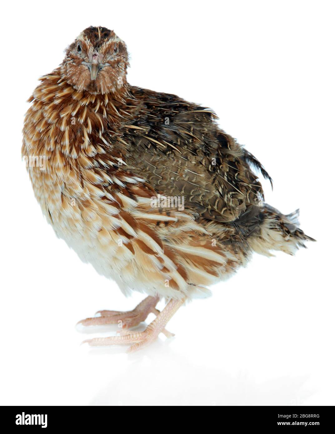 Young quail isolated on white Stock Photo - Alamy