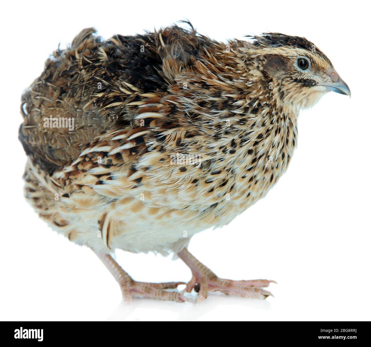 Young quail isolated on white Stock Photo - Alamy
