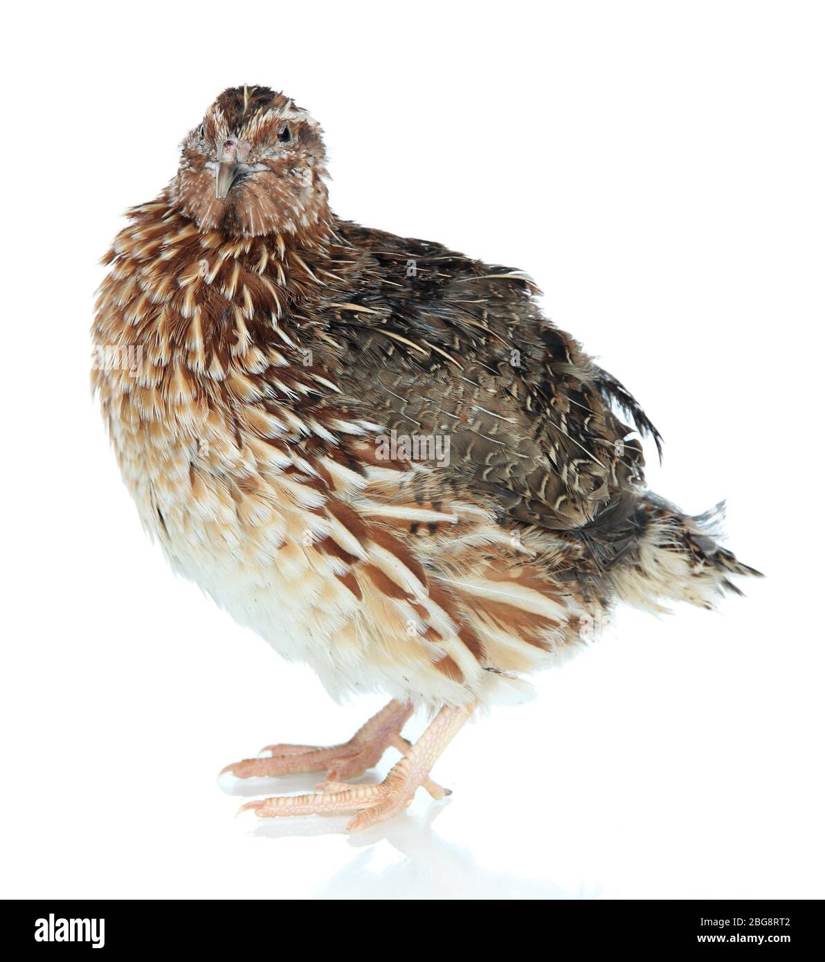 Young quail isolated on white Stock Photo - Alamy