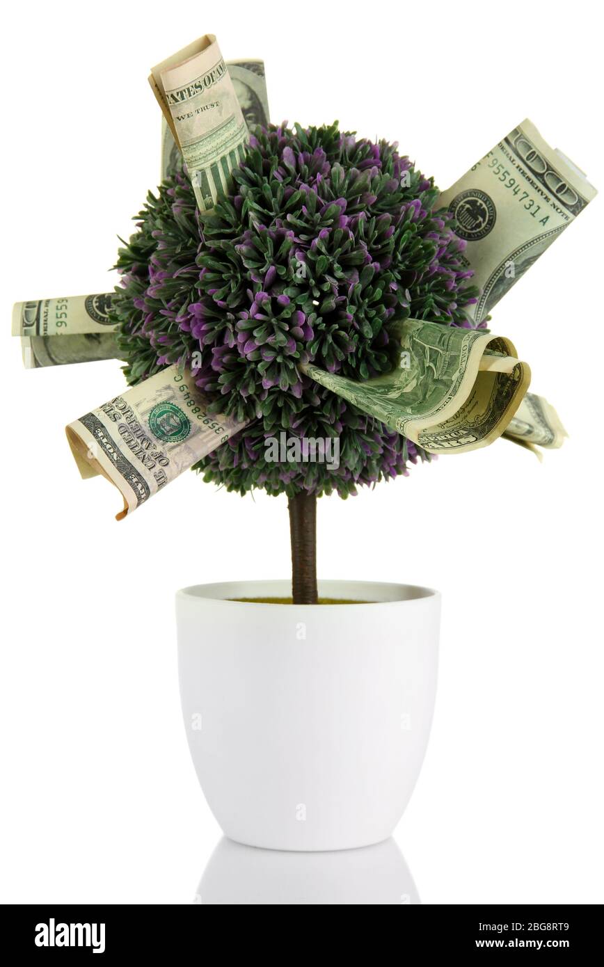 Decorative tree in pot isolated on white Stock Photo - Alamy