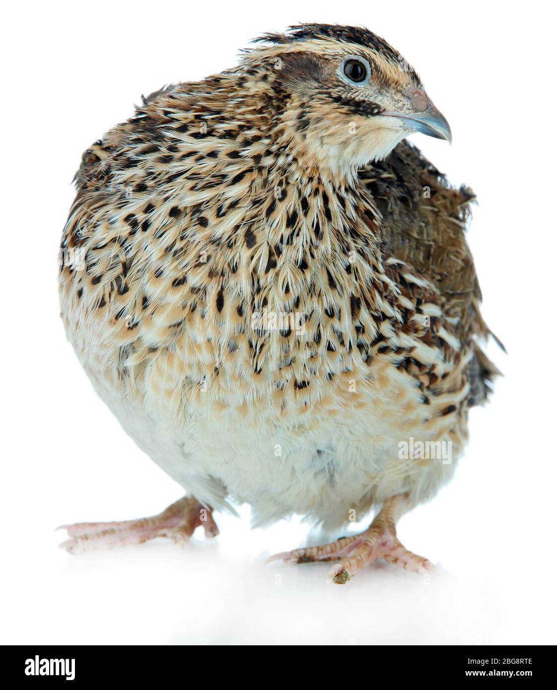Young quail isolated on white Stock Photo - Alamy