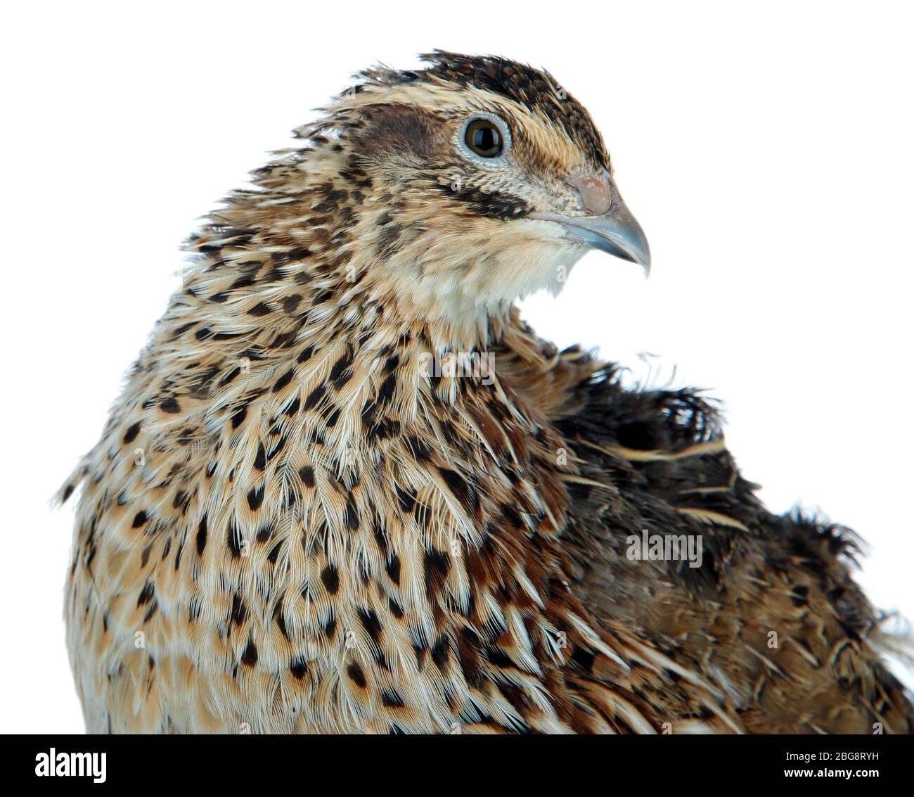 Young quail isolated on white Stock Photo - Alamy