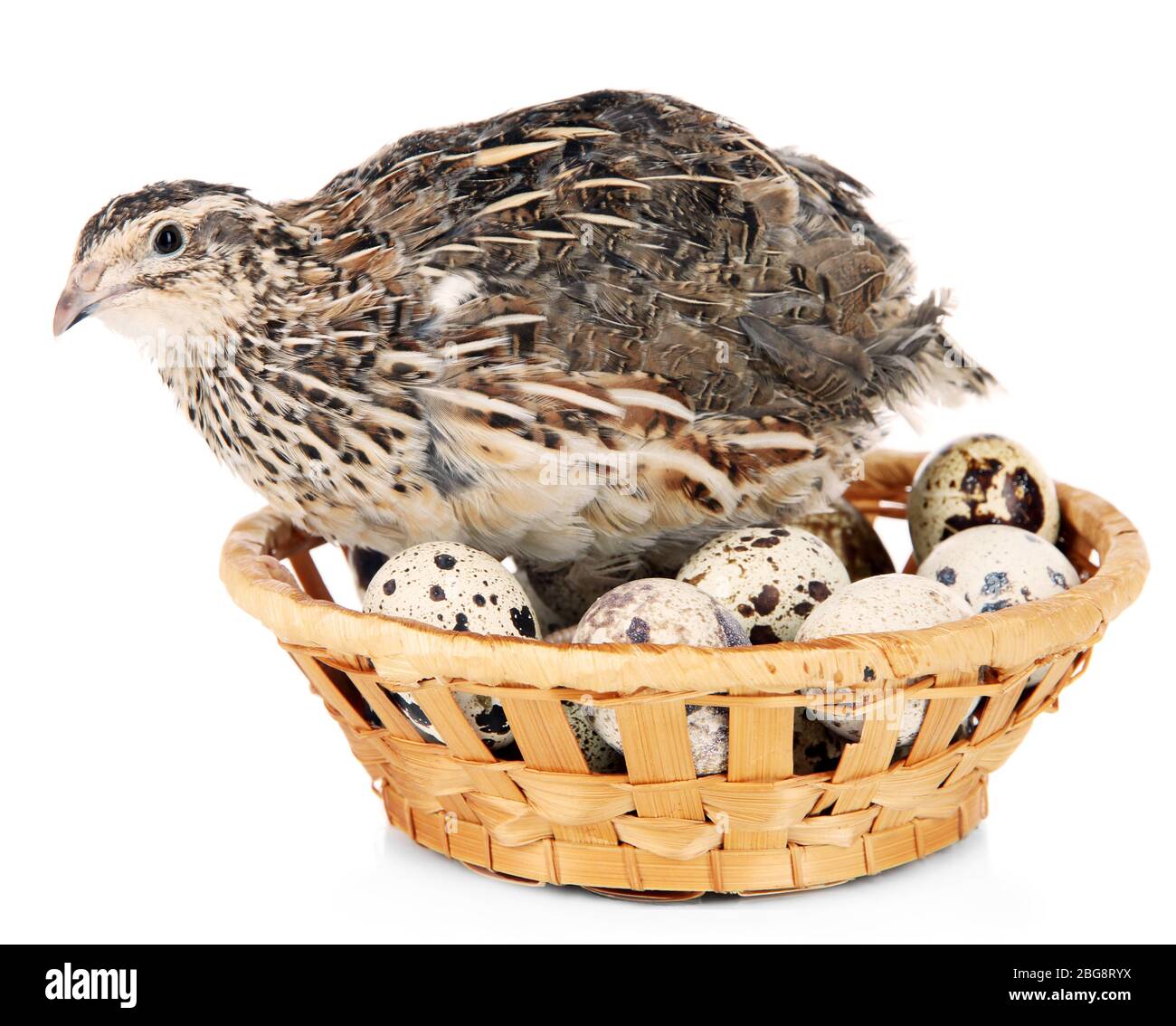 Young quail with eggs isolated on white Stock Photo - Alamy