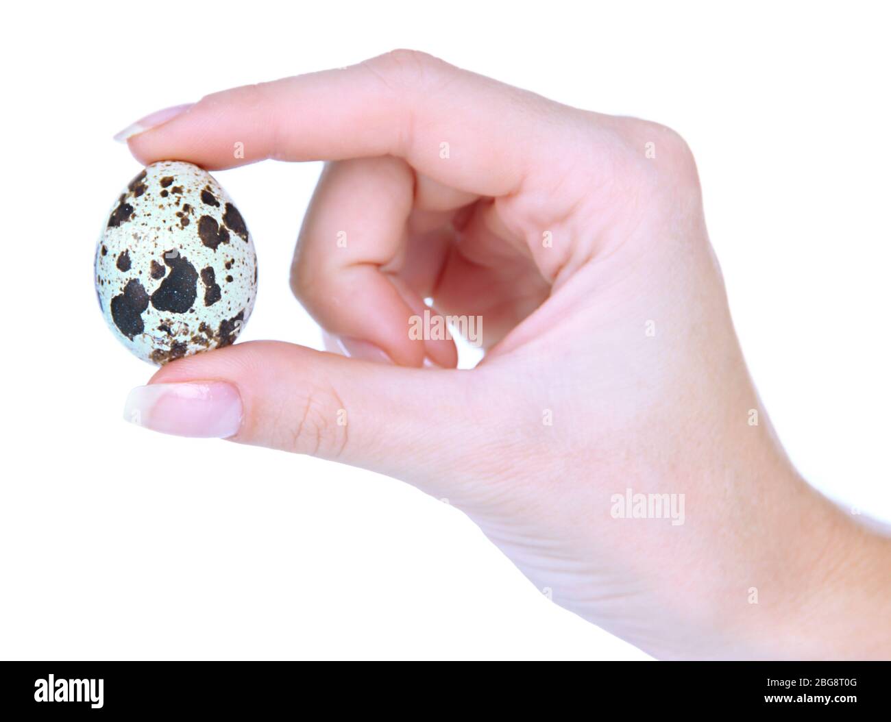 Quail eggs in hand isolated on white Stock Photo - Alamy