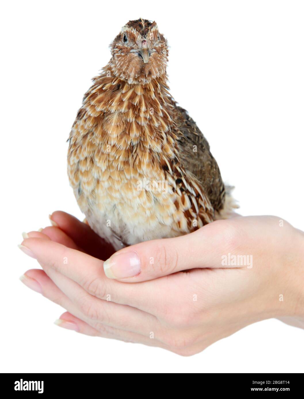 Young quail in hands hi-res stock photography and images - Alamy