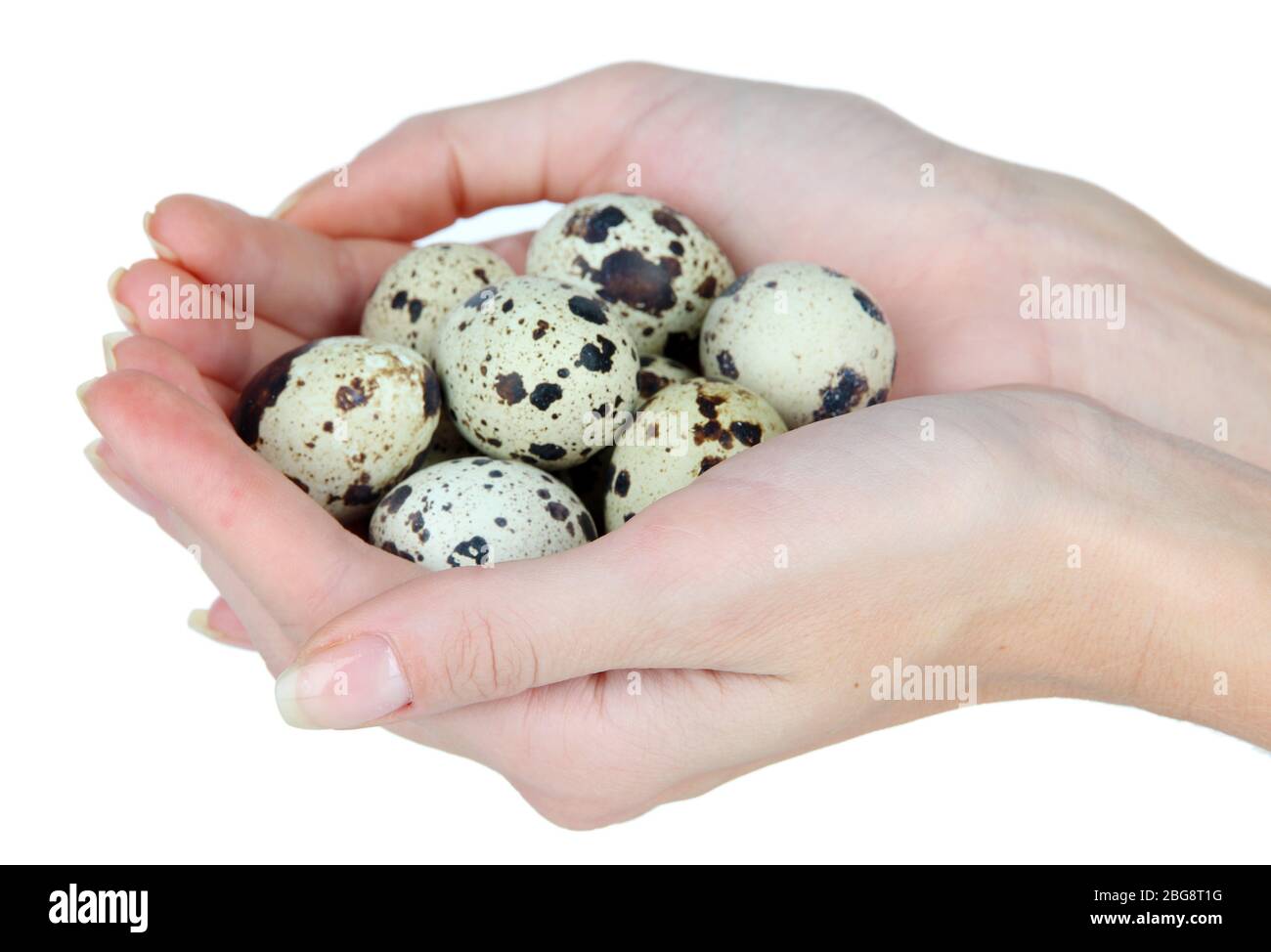 Quail eggs in hands isolated on white Stock Photo - Alamy