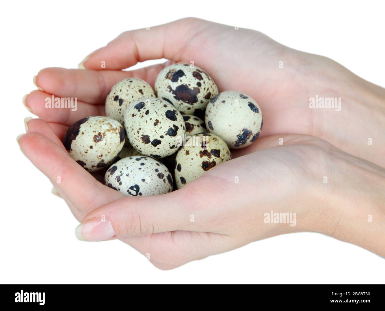 Quail eggs in hands isolated on white Stock Photo - Alamy