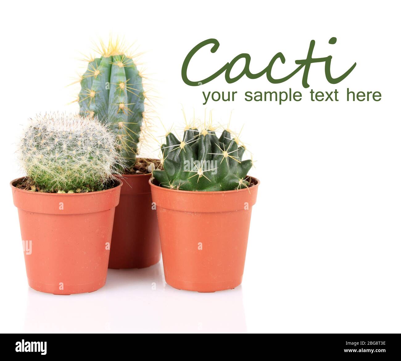 Collection of cactuses, isolated on white Stock Photo - Alamy