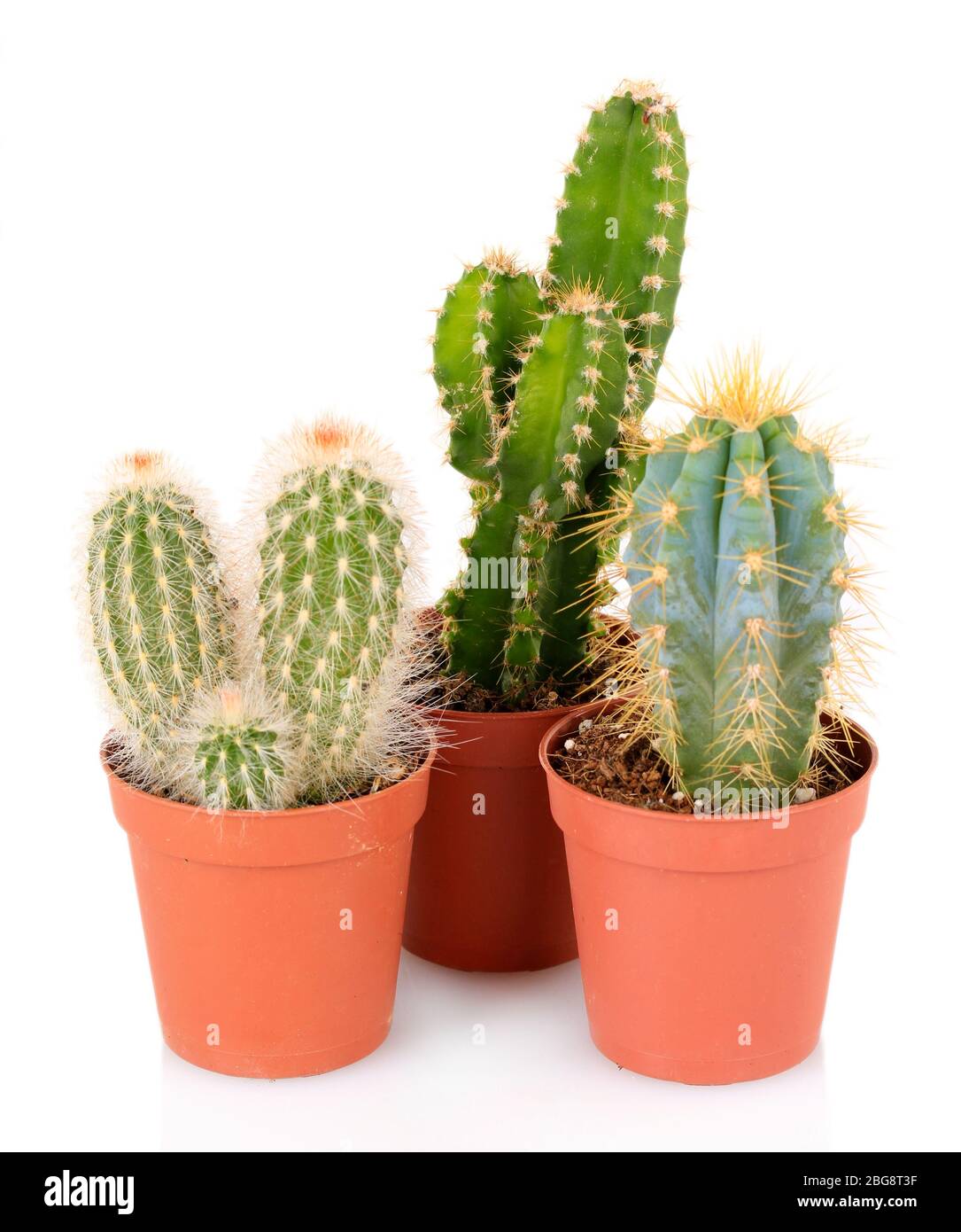 Collection of cactuses, isolated on white Stock Photo - Alamy