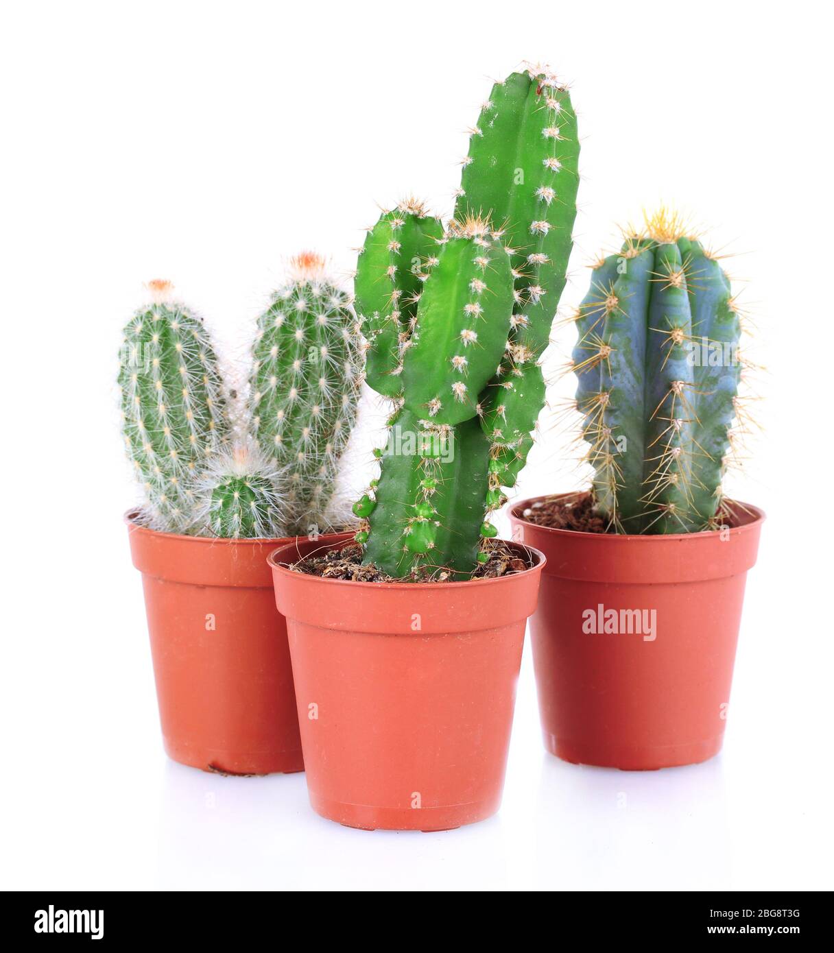 Collection of cactuses, isolated on white Stock Photo - Alamy