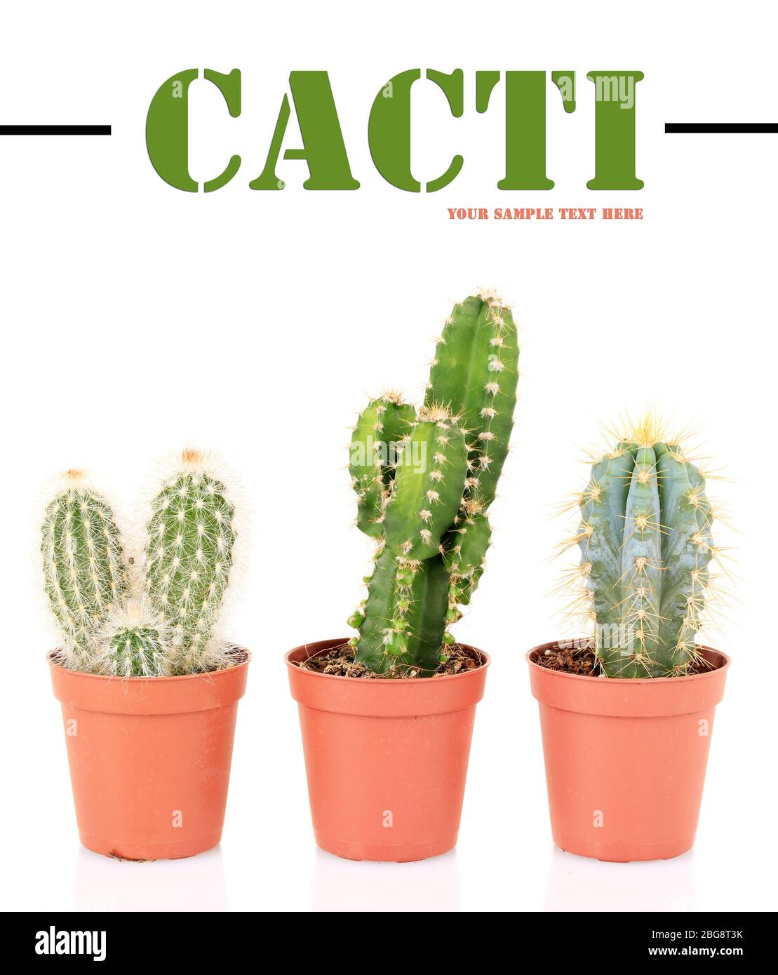 Collection of cactuses, isolated on white Stock Photo - Alamy