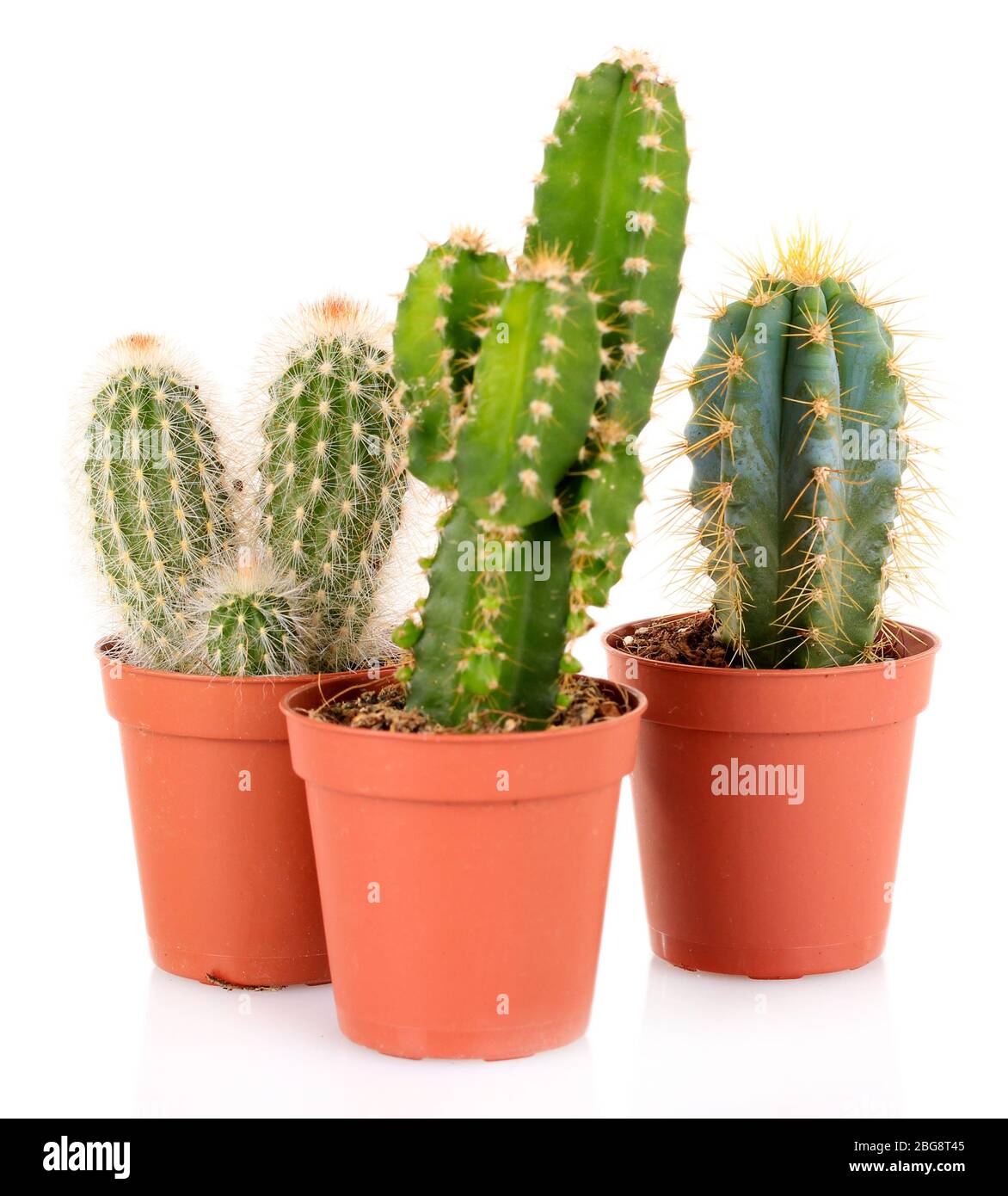 Collection of cactuses, isolated on white Stock Photo - Alamy