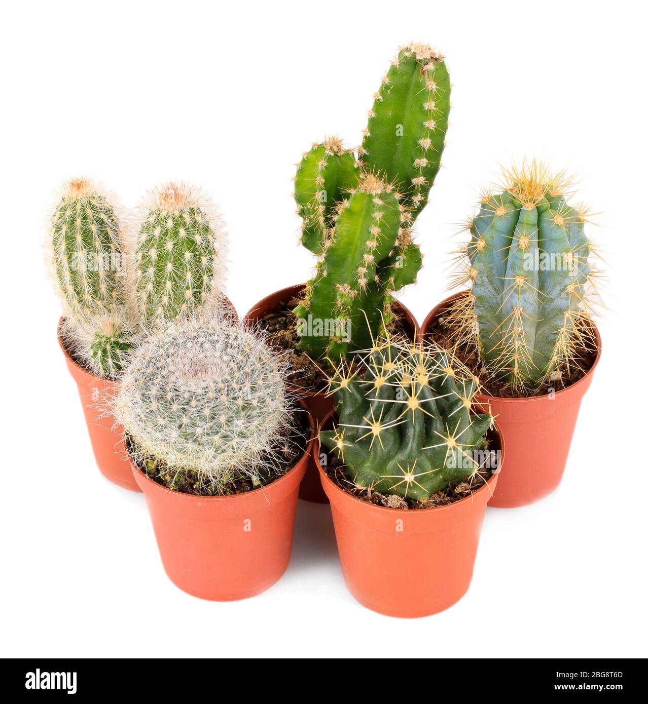 Collection of cactuses, isolated on white Stock Photo - Alamy