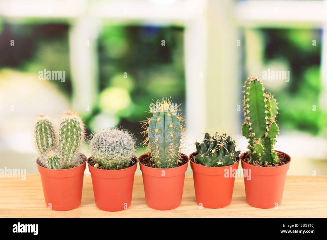 Collection of cactuses, on windowsill Stock Photo - Alamy