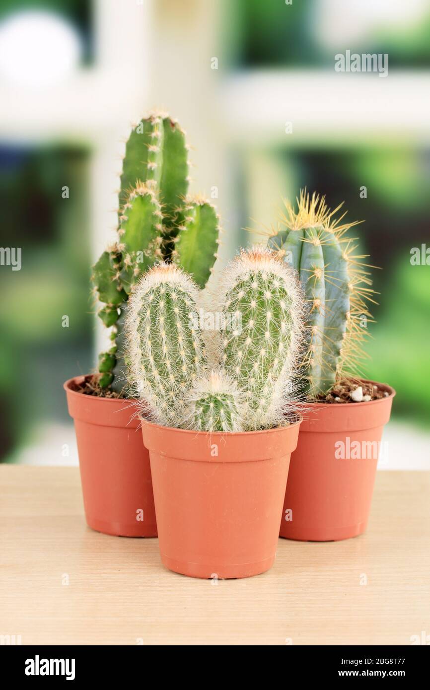 Collection of cactuses, on windowsill Stock Photo - Alamy