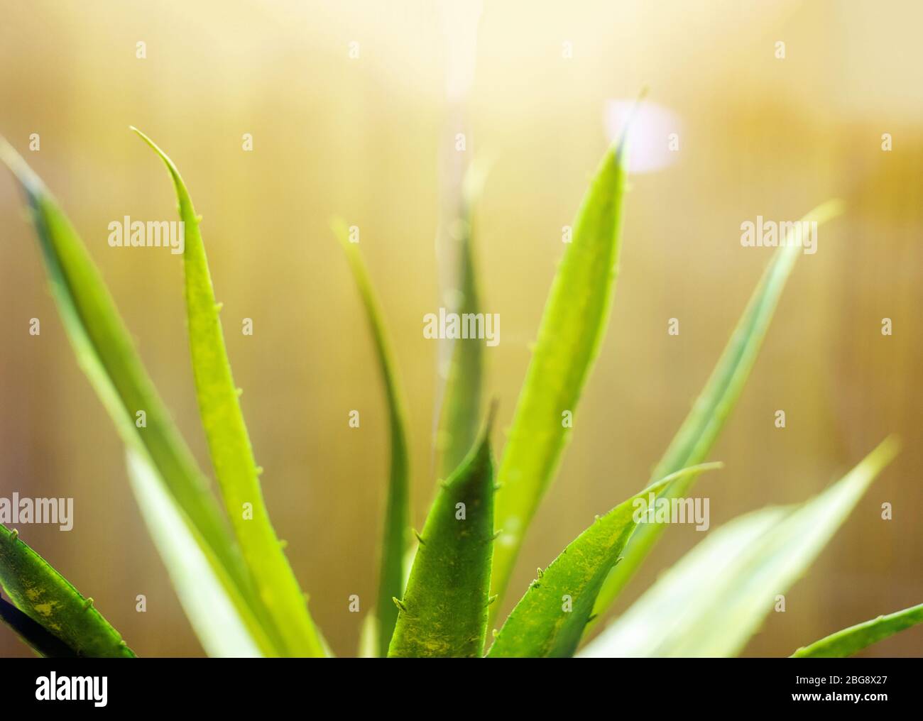 Alovera natural green plant hi-res stock photography and images - Alamy