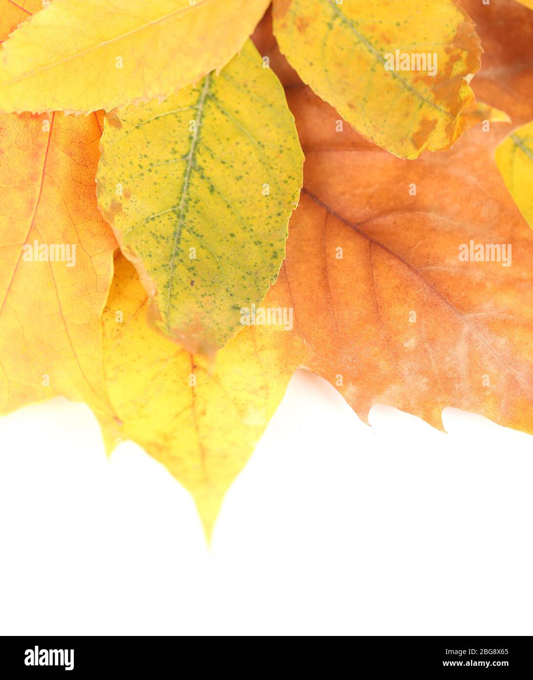 Bright autumn leafs isolated on white Stock Photo - Alamy