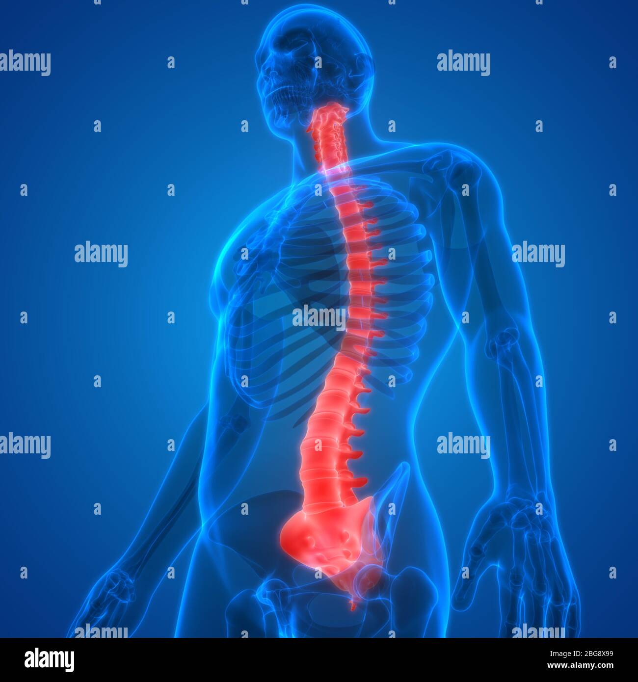 Vertebral Column of Human Skeleton System Anatomy Stock Photo - Alamy