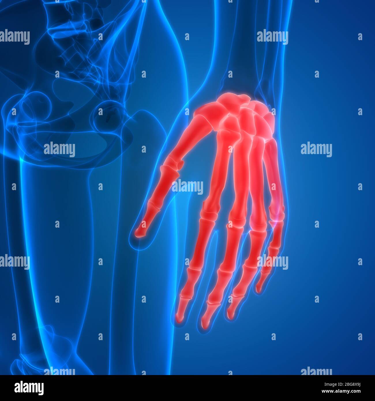 Human Skeleton System bone Joints Anatomy Stock Photo - Alamy