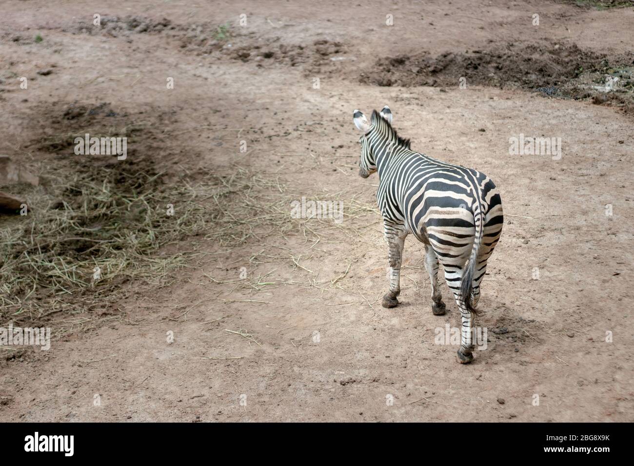 zebra mammal animal at zoo wildlife in nature Stock Photo - Alamy