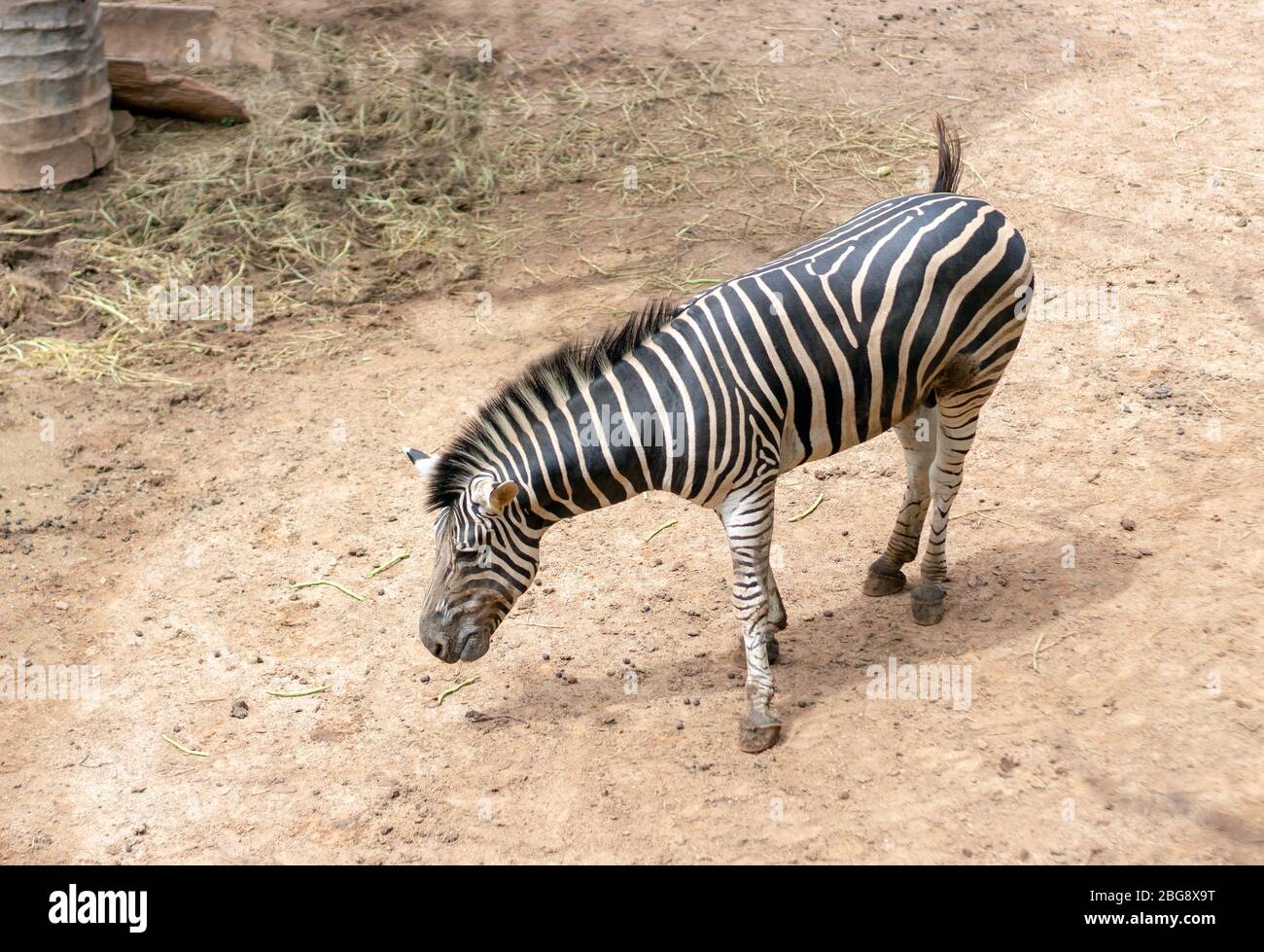 zebra mammal animal at zoo wildlife in nature Stock Photo - Alamy