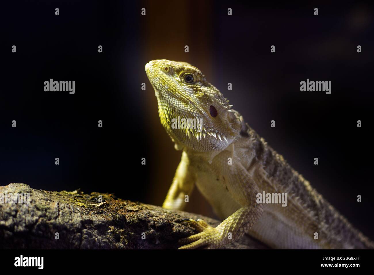 Reptile panama hi-res stock photography and images - Alamy