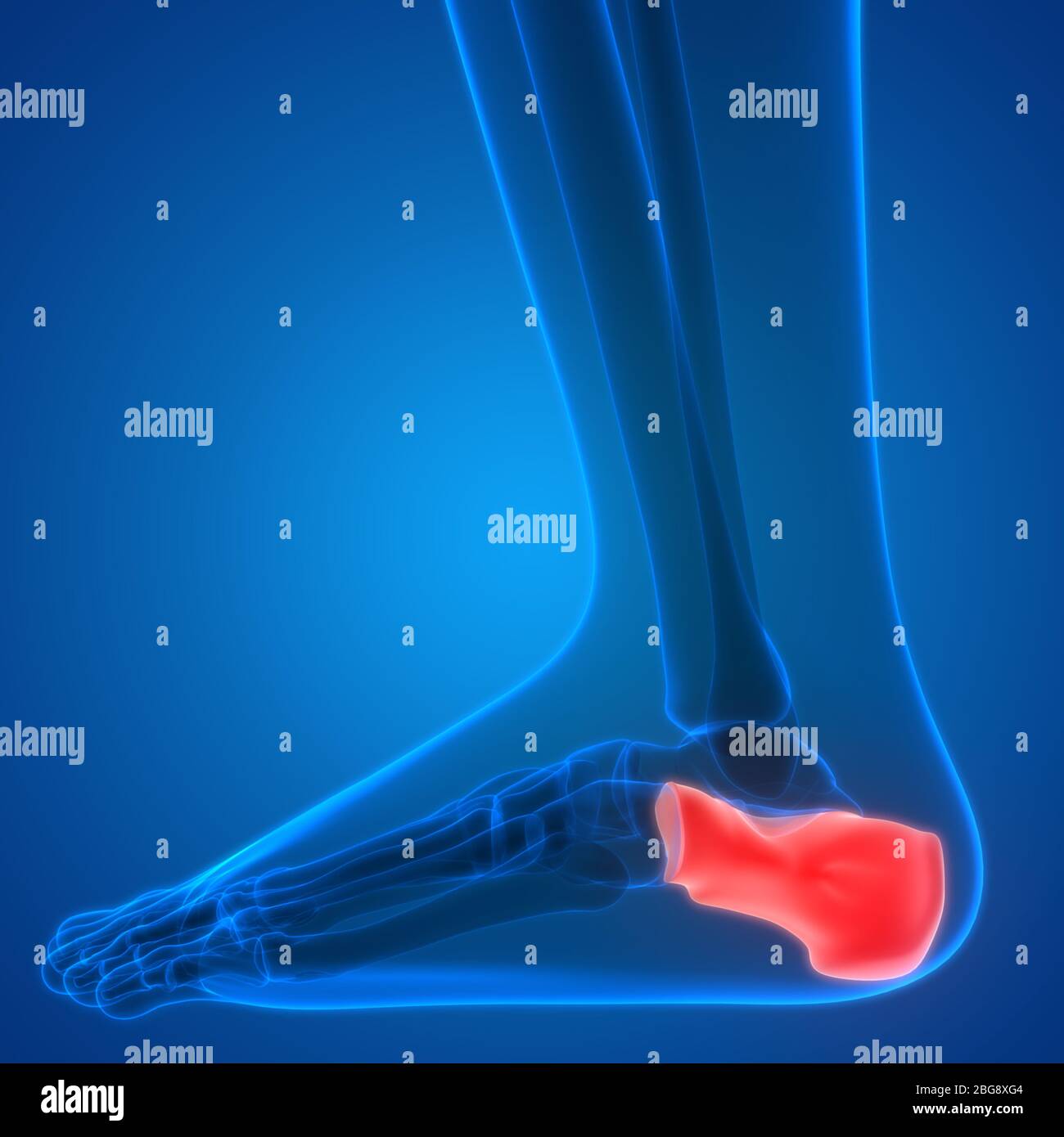 Human Skeleton System bone Joints Anatomy Stock Photo - Alamy