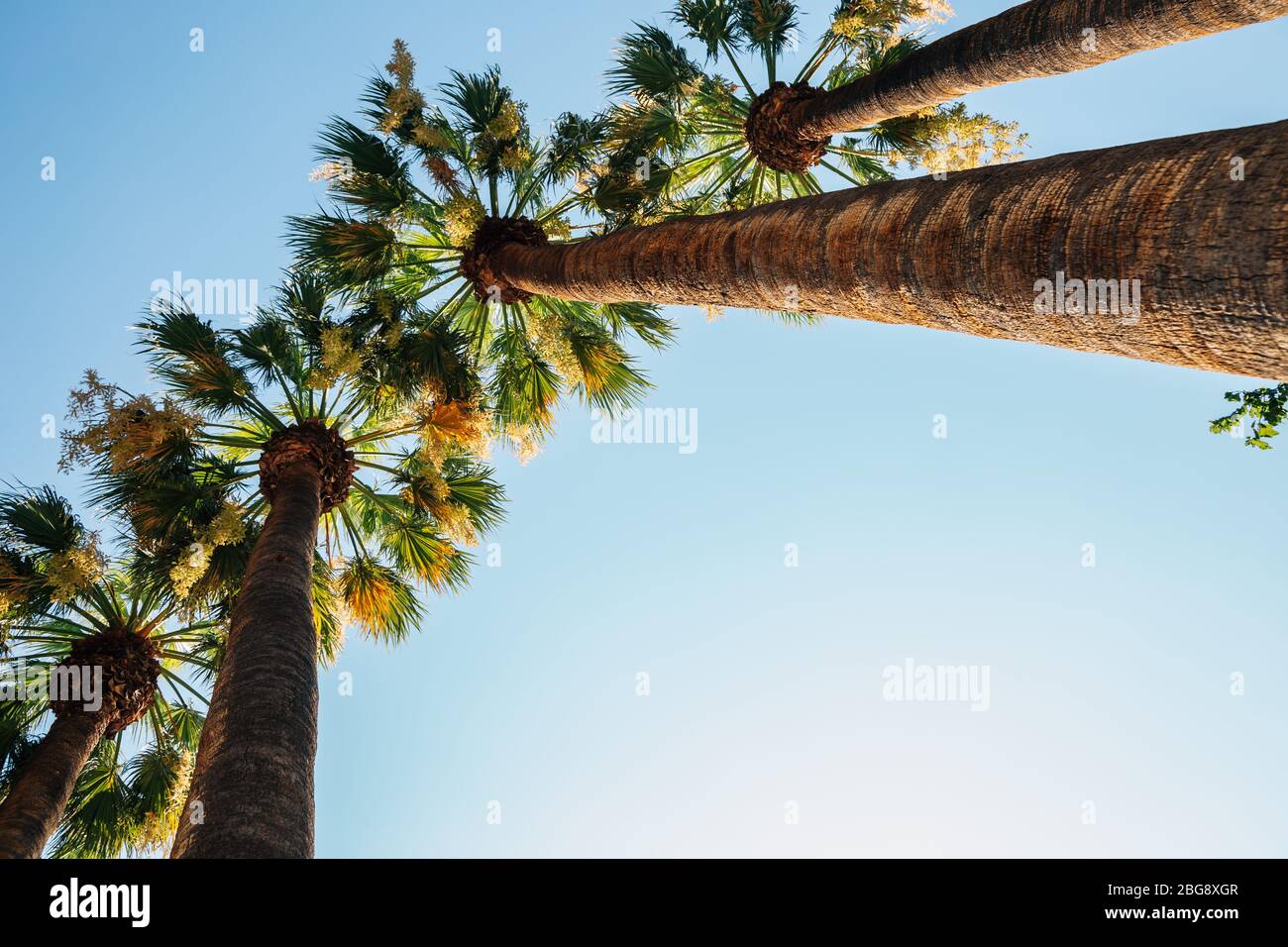 National Garden palm trees in Athens, Greece Stock Photo - Alamy