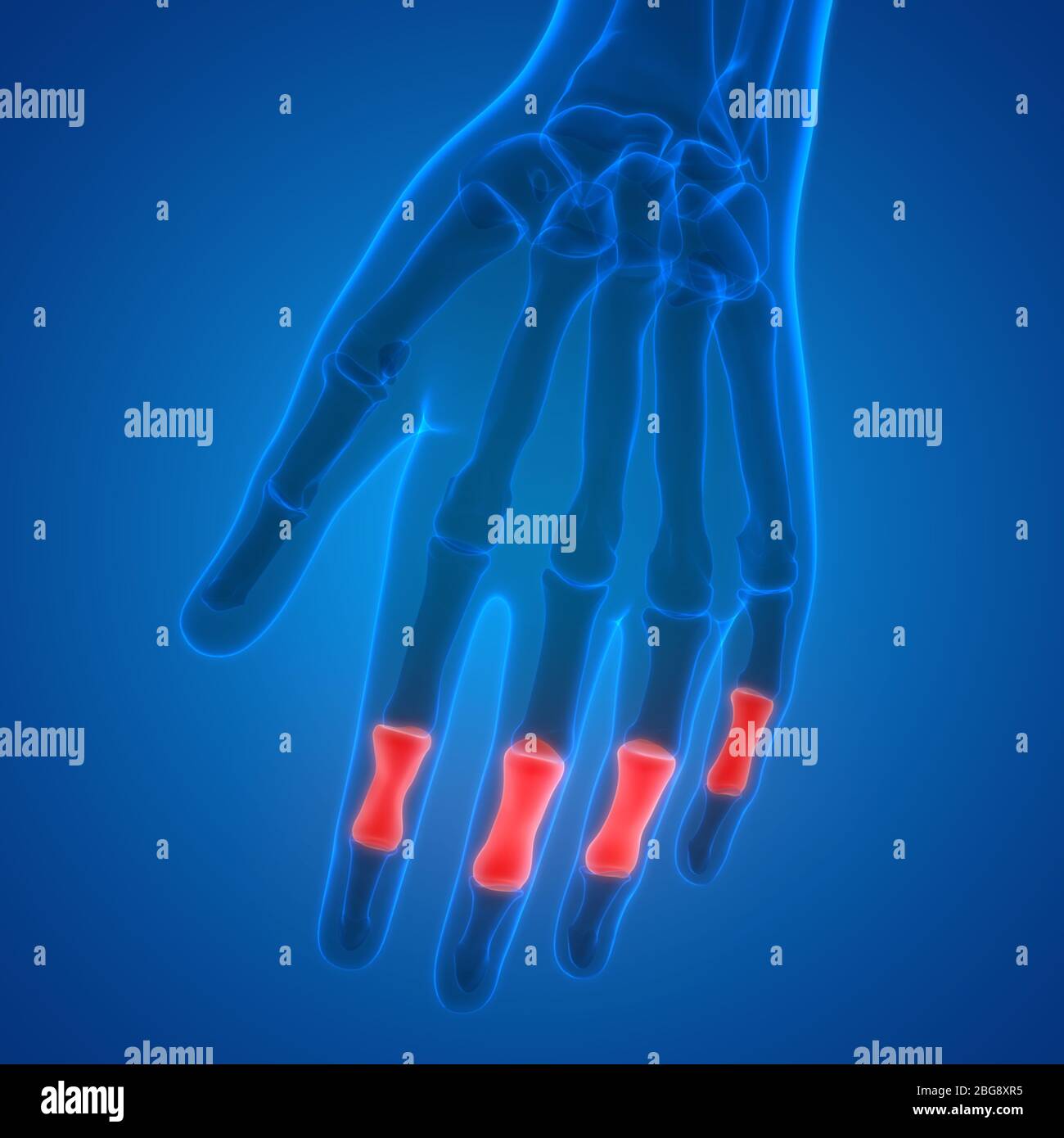 Human Skeleton System bone Joints Anatomy Stock Photo - Alamy