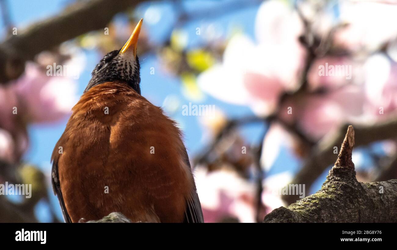 American Robin on pink flowers cherry blossom tree image background ...