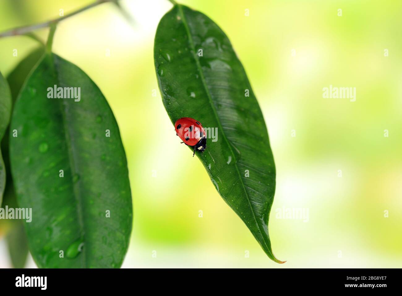 Beautiful ladybird on green hi-res stock photography and images - Alamy