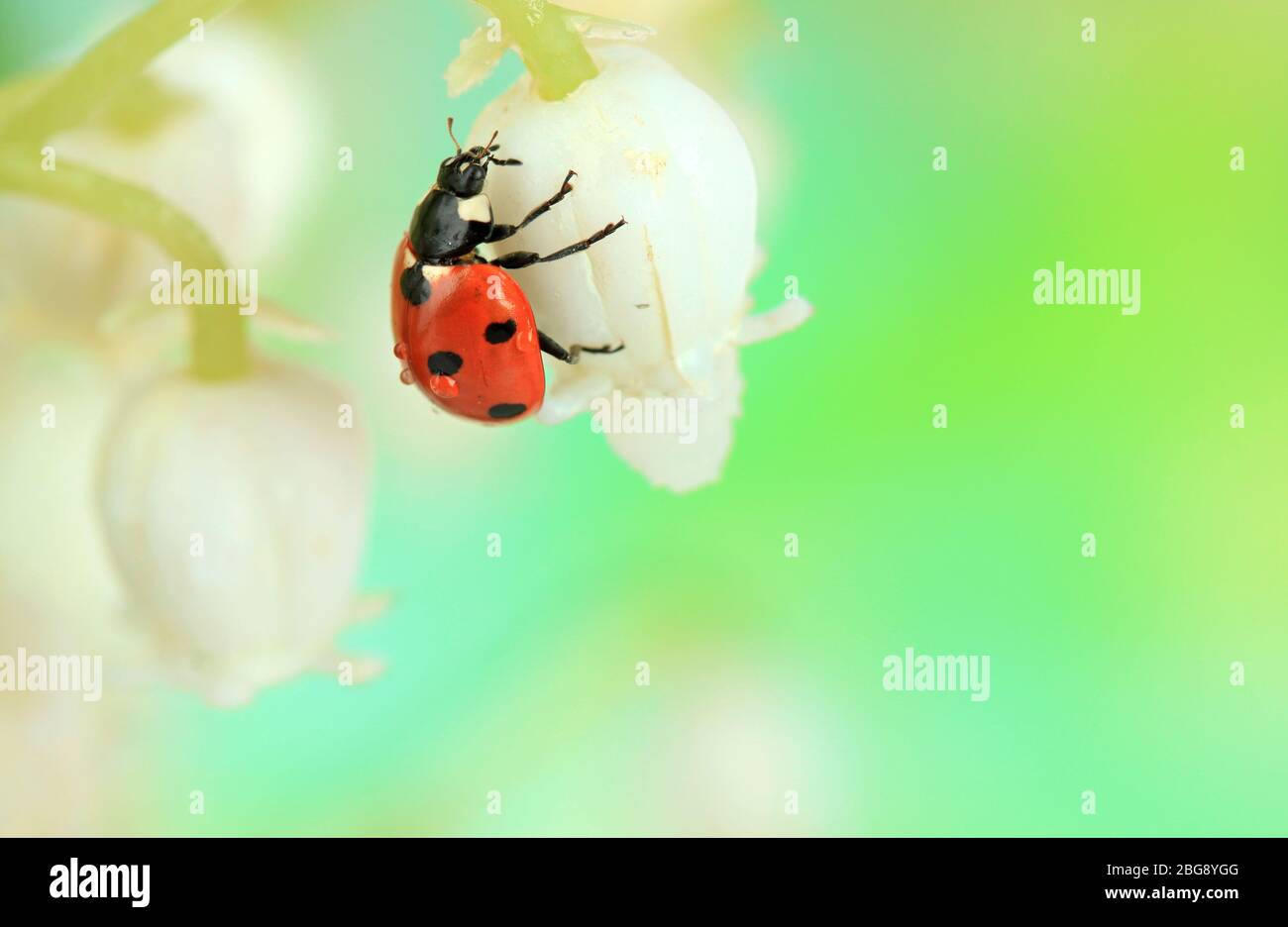 Ladybug lily of the valley flower hi-res stock photography and images ...
