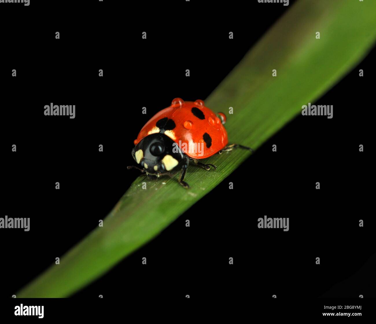 Green grass isolated on black hi-res stock photography and images - Alamy