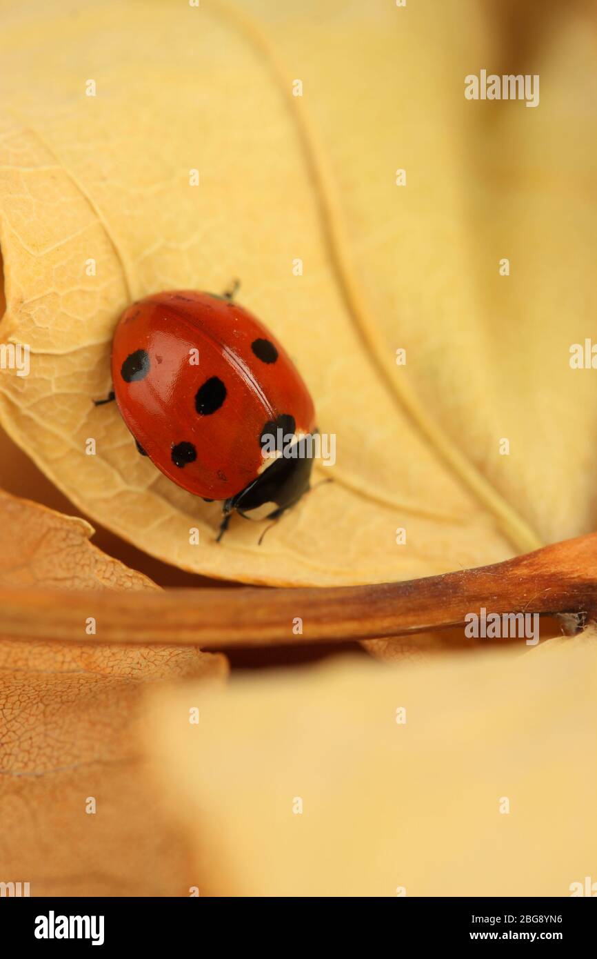 Beautiful ladybird on flower, on autumn leaves Stock Photo - Alamy