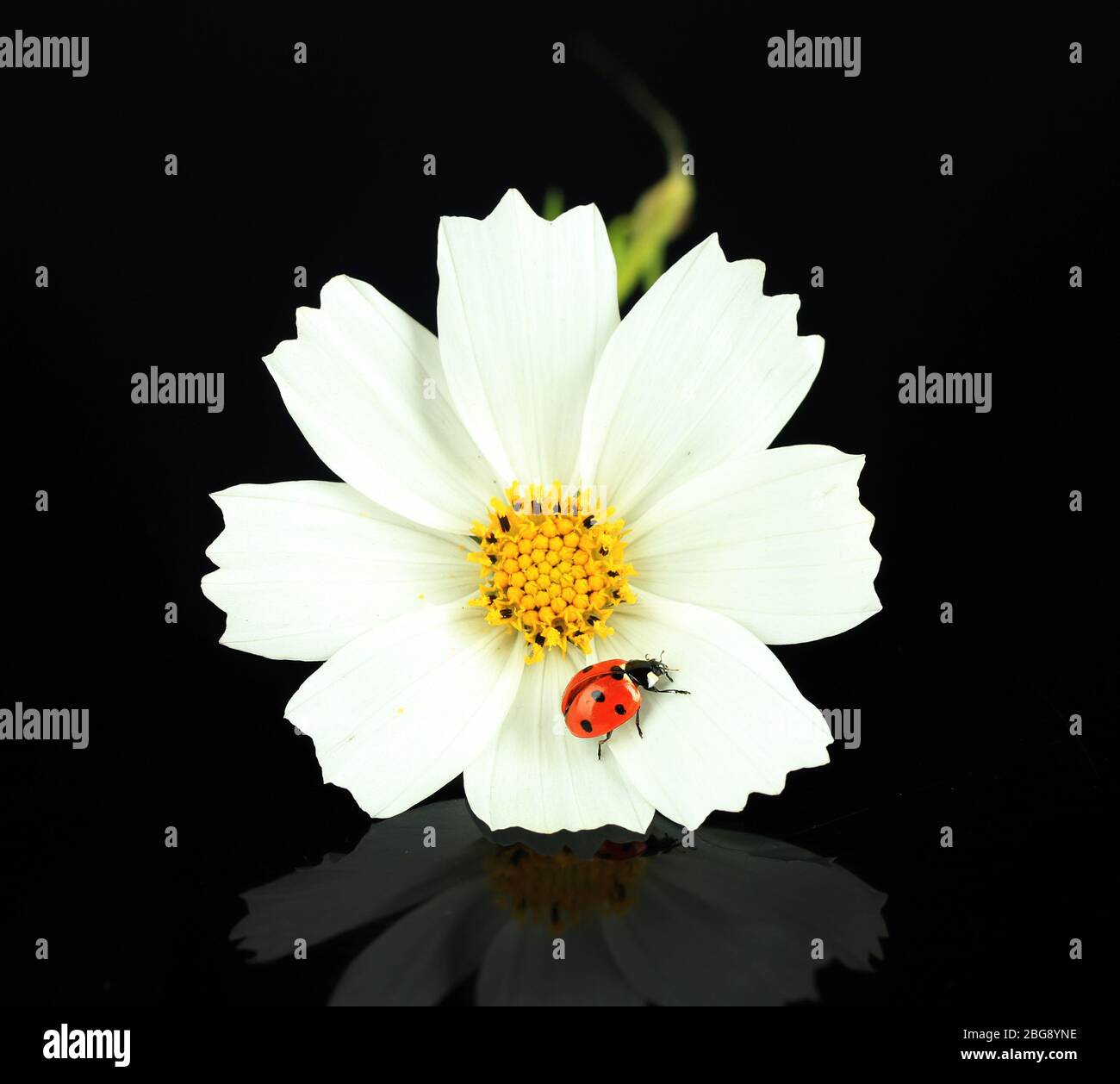 Beautiful ladybird on flower, on black background Stock Photo - Alamy