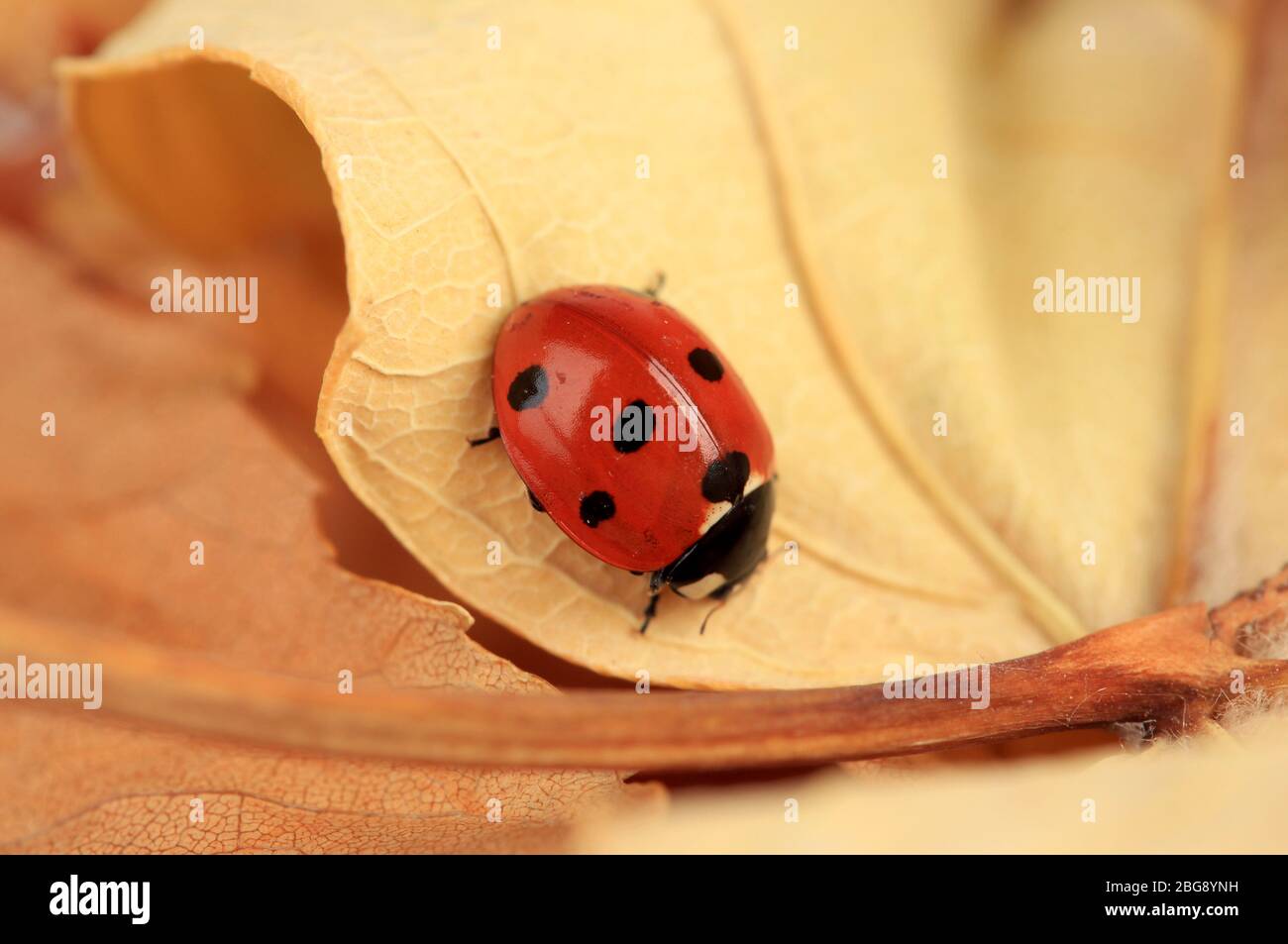 Beautiful ladybird on flower, on autumn leaves Stock Photo - Alamy